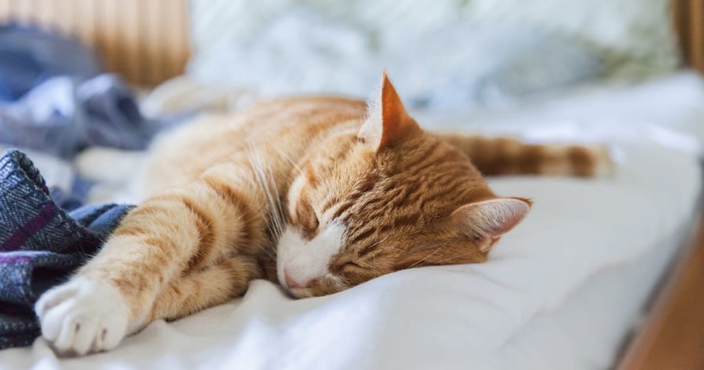 5 Reasons Your Cat Sleeps with You